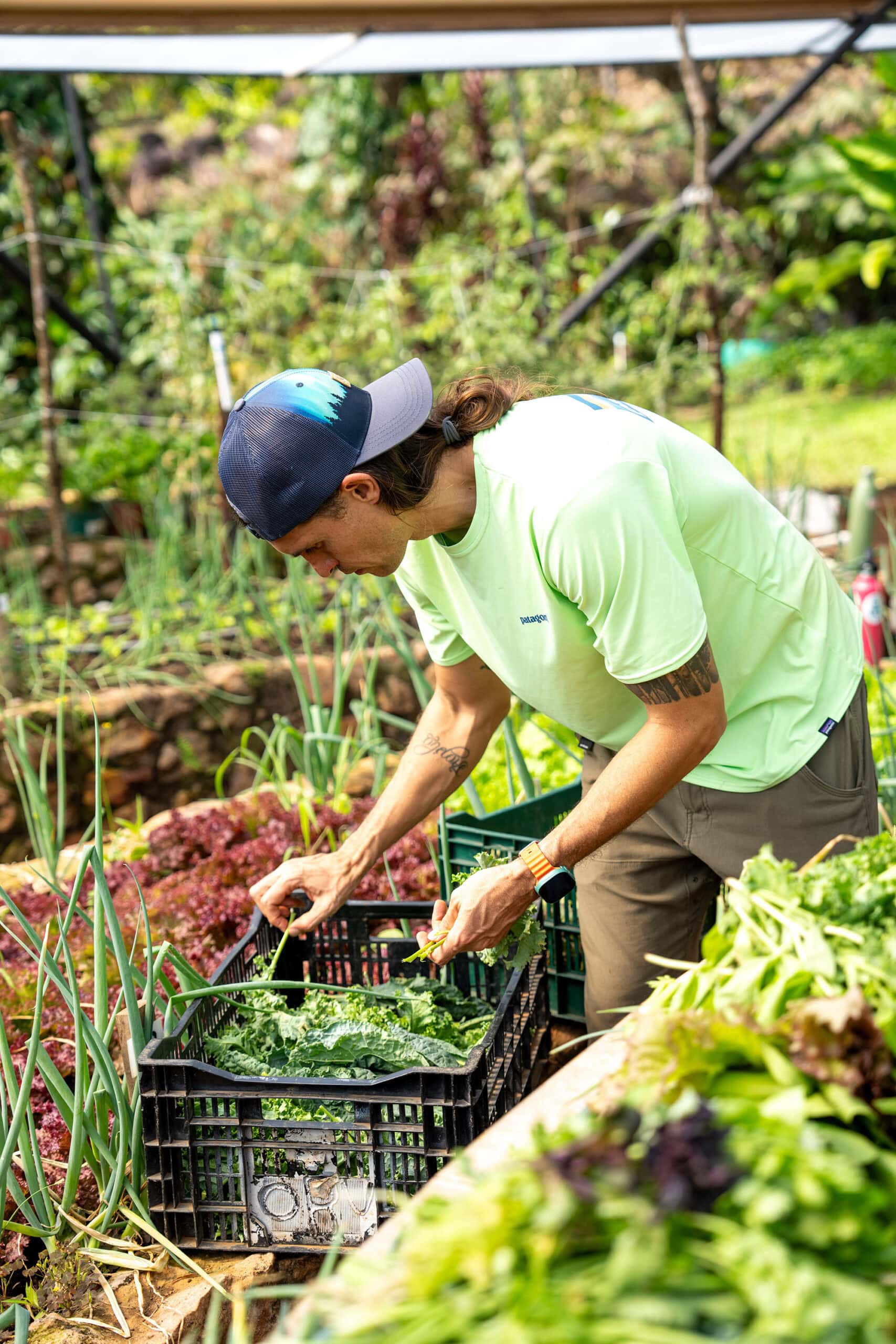 Alegria Village Organic Farm Harvest - Global Ecovillage Network